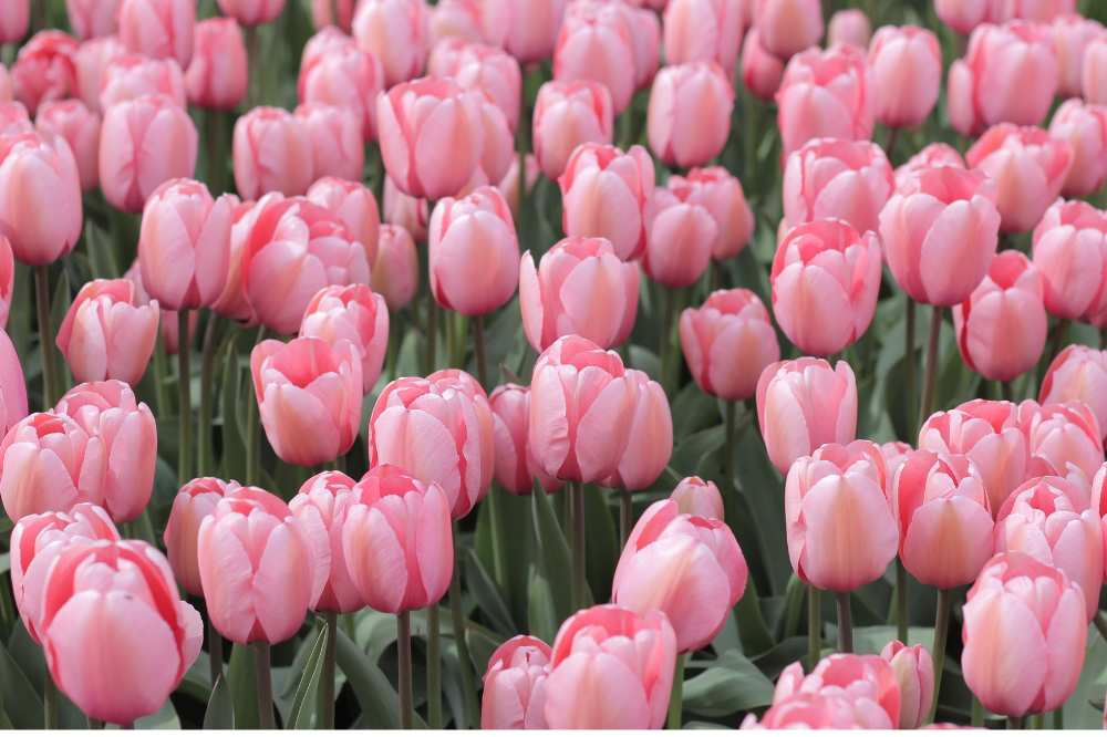Hoa tulip: Cách trồng và chăm sóc cơ bản - Hoa Việt Nam