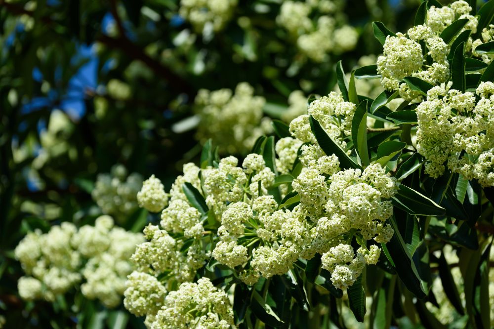 Hoa Sữa - Đặc Điểm, Công Dụng Y Học và Nghiên Cứu Tiềm Năng - Hoa Việt Nam