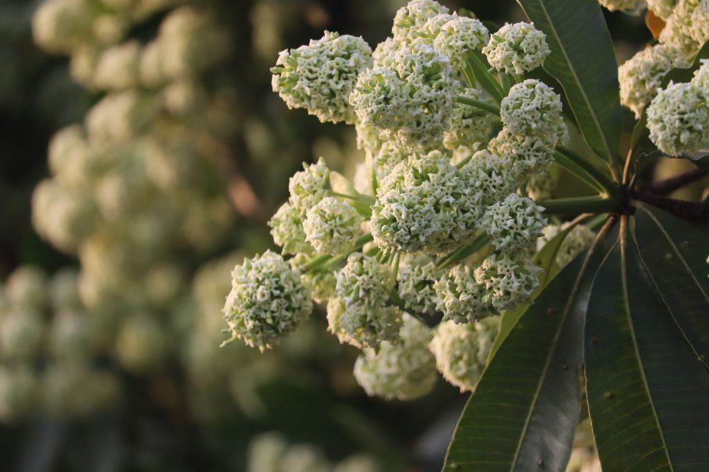 Hoa Sữa - Đặc Điểm, Công Dụng Y Học và Nghiên Cứu Tiềm Năng - Hoa Việt Nam