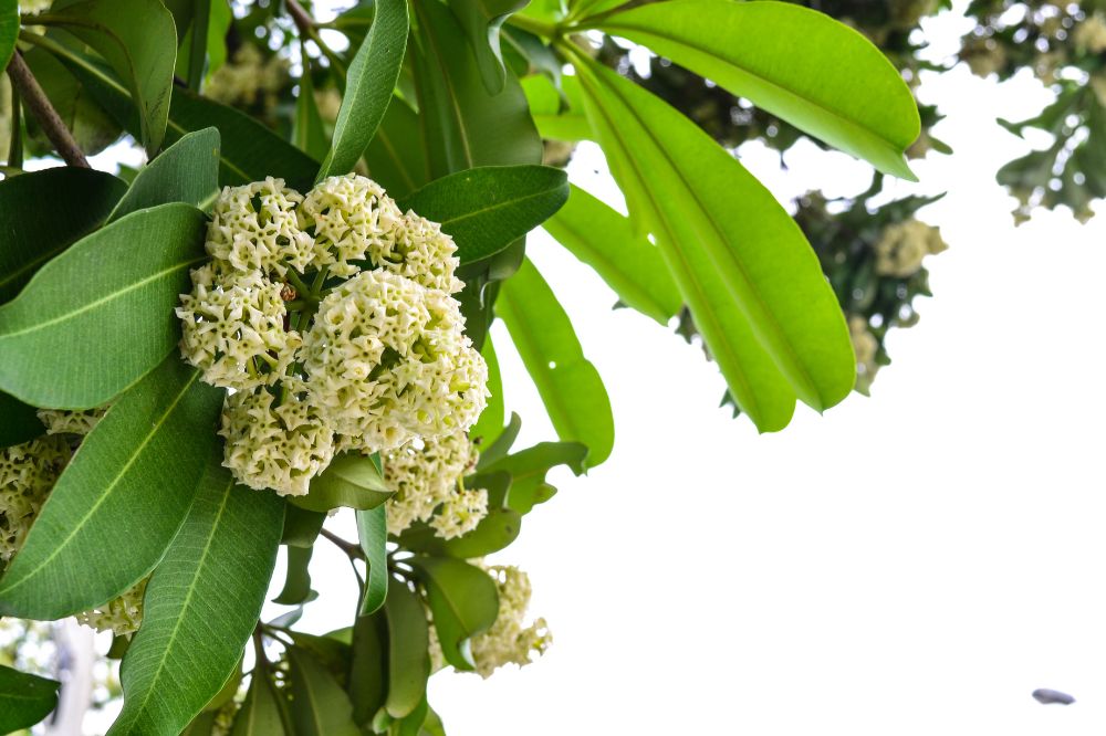 Hoa Sữa - Đặc Điểm, Công Dụng Y Học và Nghiên Cứu Tiềm Năng - Hoa Việt Nam