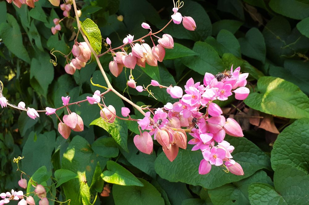 Hoa tigon - loài hoa của tình yêu và sự may mắn - Hoa Việt Nam