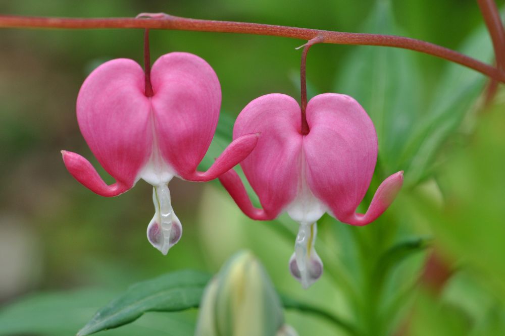 Trái tim rỉ máu - loài hoa tượng trưng cho tình yêu tan vỡ - Hoa Việt Nam