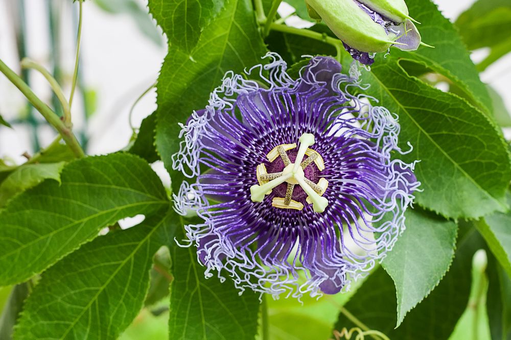 Hoa Chanh Leo: Đặc điểm, cách trồng, chăm sóc và ứng dụng