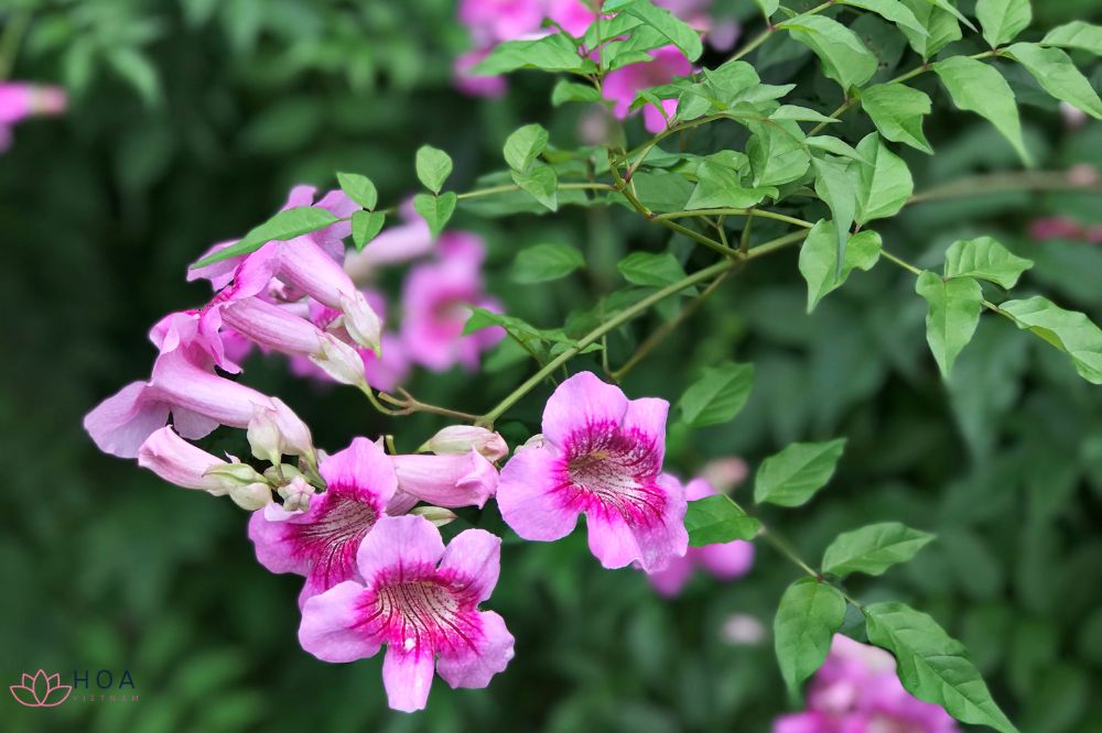 Hồng Thiên Hương - Hương thơm nồng nàn và ý nghĩa phong thủy