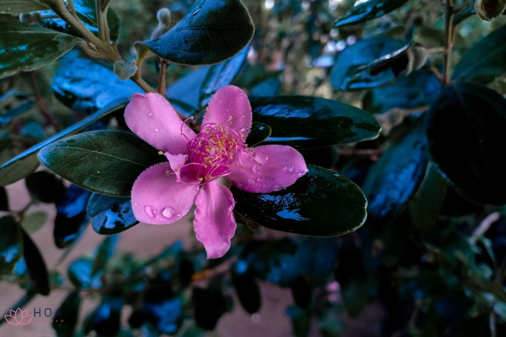 Hoa Sim - Vẻ đẹp mộc mạc và sức sống mãnh liệt