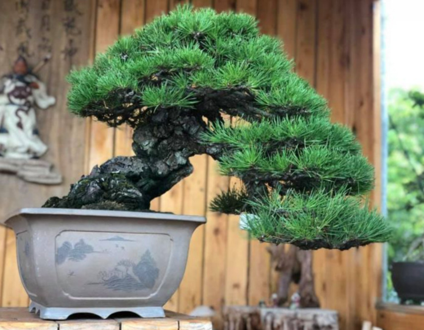 Thông Bonsai - Biểu tượng trường thọ và nghệ thuật tạo hình tinh tế - Hoa Việt Nam