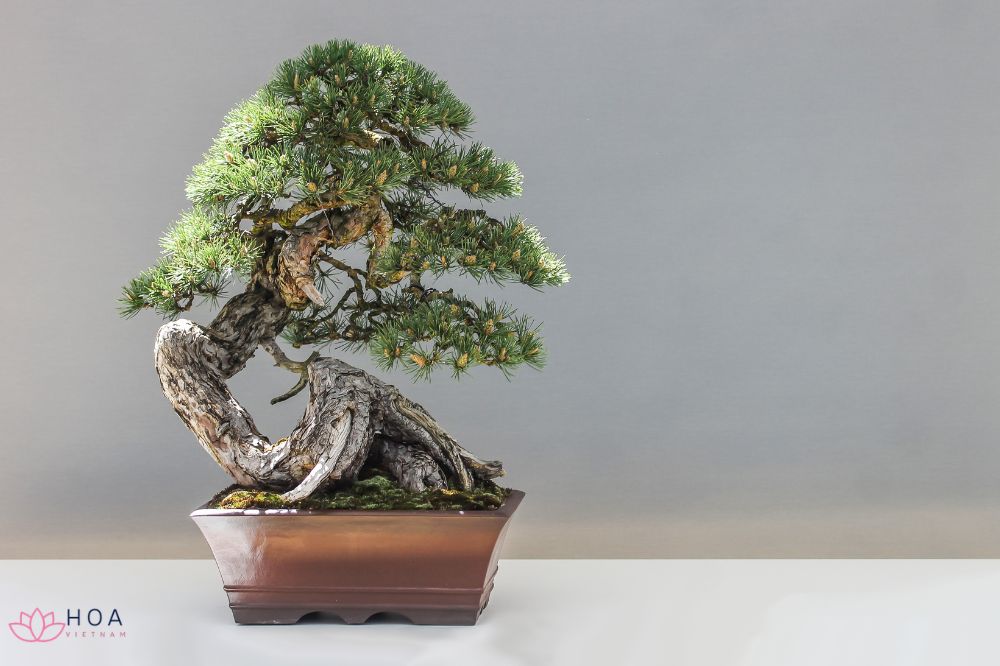 Thông Bonsai - Biểu tượng trường thọ và nghệ thuật tạo hình tinh tế - Hoa Việt Nam