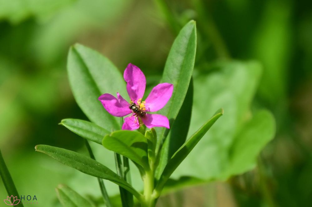 Sâm Đất - Công dụng, đặc điểm và ý nghĩa văn hóa