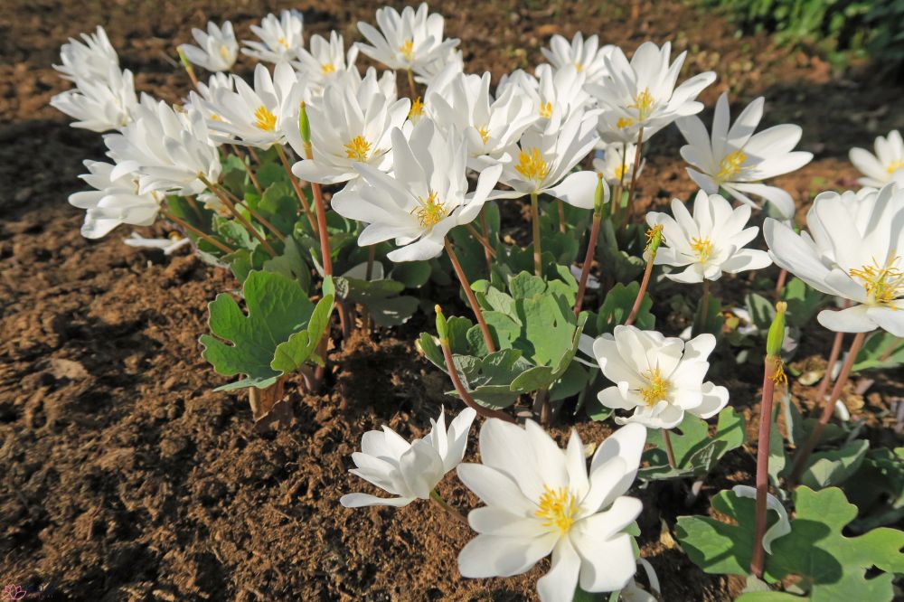 Khám Phá Bí Ẩn Hoa Bloodroot: Từ Rễ Máu Đến Vẻ Đẹp Hoang Dại và Ứng ...